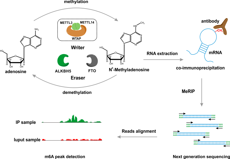 MATK: a MeRIP-seq analysis toolkit at single-nucleotide resolution